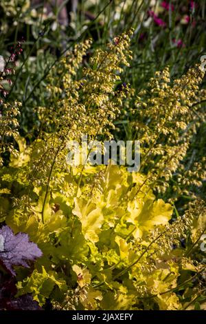 Leaves of Heuchera Lime Marmalade Stock Photo - Alamy