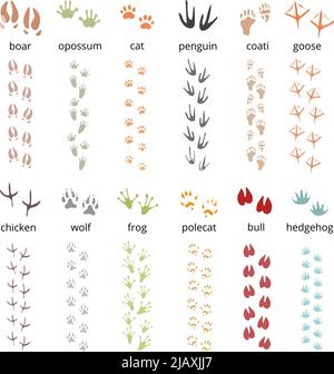 Predator footprint. Wild animals paw prints, cat, bear, tiger, fox and ...
