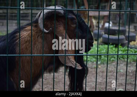 Portrait of a ram ,furry tur with curved big horns. Mountain sheep ...