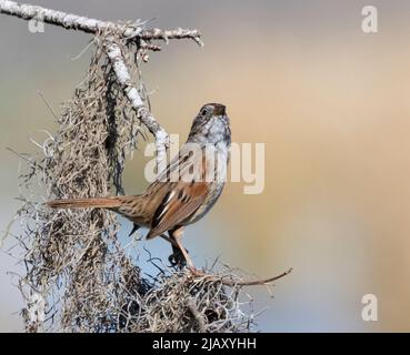 bird, wild, birds, sparrow, wildlife, nature, animal, bird, fauna, wild ...