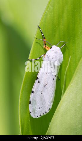 Salt Marsh Moth (Estigmene acrea Stock Photo - Alamy