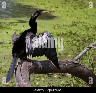 An Anhinga Drying Its Wings in Brazos Bend State Park in Texas Stock ...