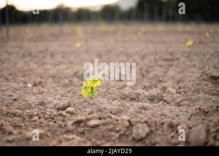 Young grape seedling in ground, vine sapling in the soil Stock Photo ...