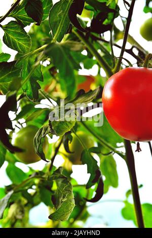 Green and red tomatoes. Tomato bushes in the greenhouse. Natural ...