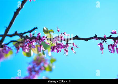 Redbud (red bud) trees and bees in May in Istanbul Stock Photo - Alamy