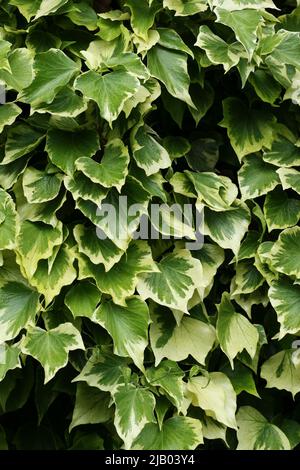 Green vines leaves wall texture in the forest for natural background ...