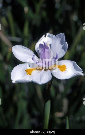 Wild native irises flowers in a wetland. Iris is depicted in mythology ...