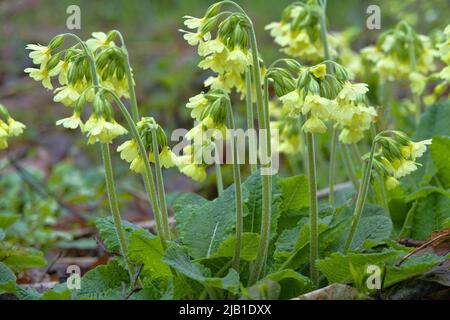 Cowslip paigle (Primula macrocalix Stock Photo - Alamy