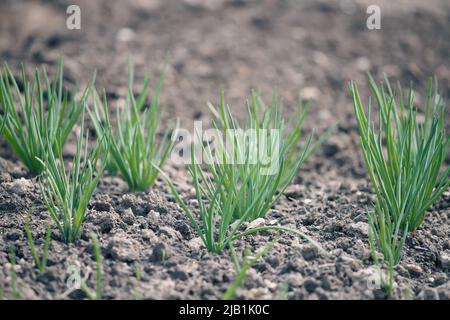 Spring shoots of green onions in the soil in the garden for vitamin ...