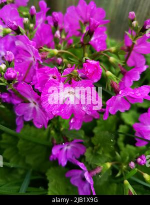 The pink flowers of a primrose shined with the sun, are photographed by ...
