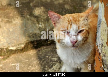 The yellow wild cat in a sick condition asks for food Stock Photo - Alamy