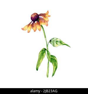 Meadow purple flower, coneflower watercolor illustration on white ...