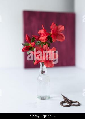 Branch with azaleas flowers against background of pink blurry colors ...