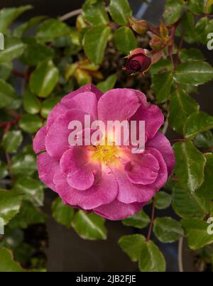 Rose Wild Rover Stock Photo - Alamy