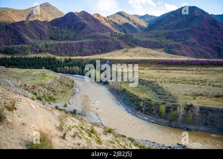 Mountain landscapes with Chui river and spring blooming of pink flowers ...
