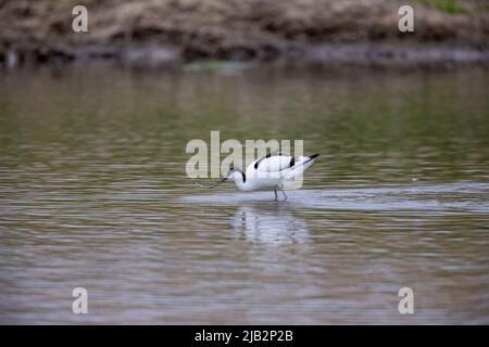 Pied Avocet (Recurvirostra avosetta) Searching for Food in Shallow ...