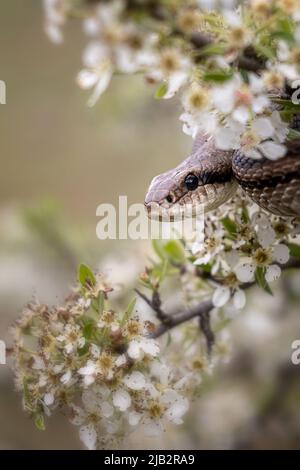 Four-lined snake, non-venomous species camouflaged in foliage, Corfu ...