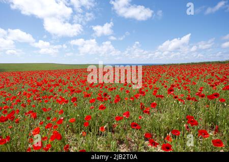 Poppy fields Pentire Point West Cornwall England UK Stock Photo - Alamy