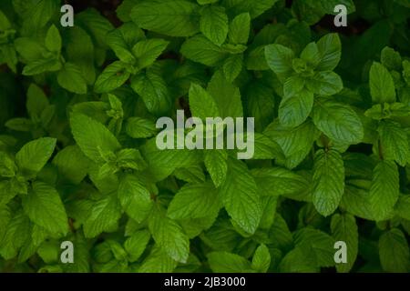Garden mint, Spear mint, Bush mint, Menthol Mint in the garden bed ...