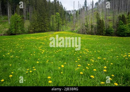 Great spring landscape in the Koscieliska Valley. Western Tatras Stock ...