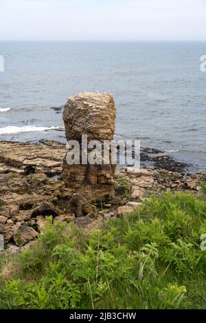 Marsden Rock - a stack with nesting coastal birds, as viewed from the ...
