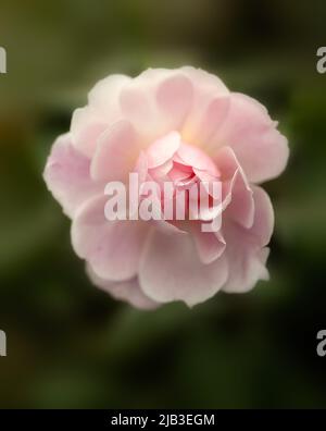 Mary Delany Rose Stock Photo - Alamy