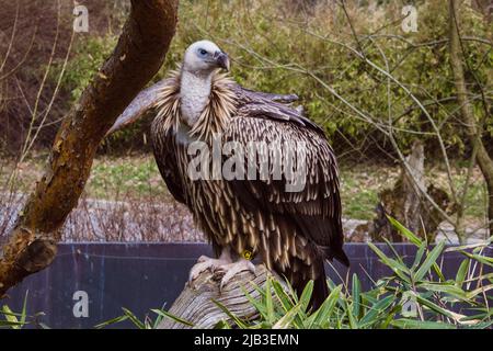 vulture awakens horror from sight Stock Photo - Alamy