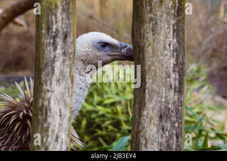 vulture awakens horror from sight Stock Photo - Alamy