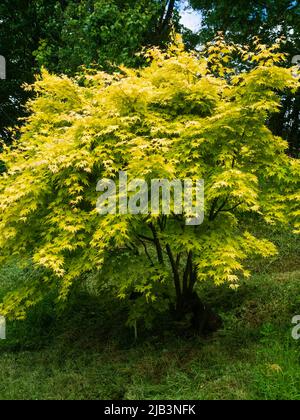 Yellow-green summer foliage of the elegant small, hardy tree, Acer ...