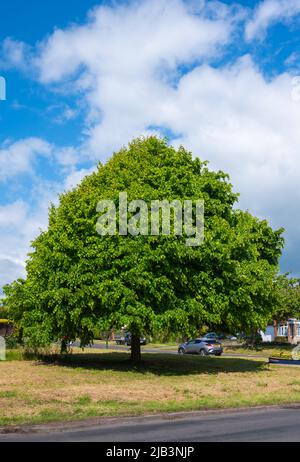 Tilia X europaea Common Lime tree Sutton Suffolk England Stock Photo ...