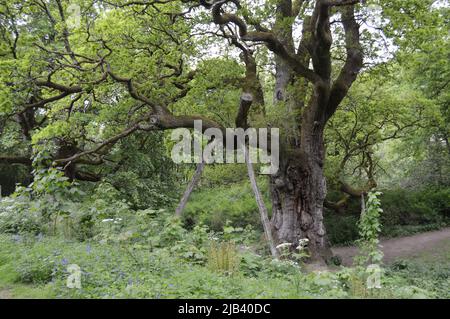 600 Year Old Birnam Oak Tree Stock Photo - Alamy