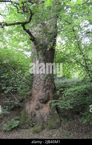 Old Sycamore Tree, south bank River Tay at Birnam Stock Photo - Alamy