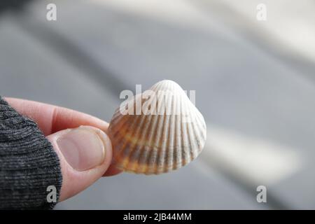 The hand holds a seashell. Marine background Stock Photo - Alamy