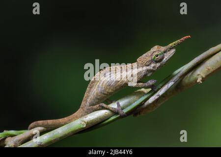 This is the aptly named Pinocchio Chameleon or Lance-nosed chameleon ...