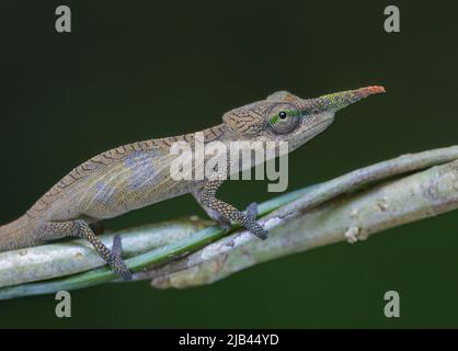 This is the aptly named Pinocchio Chameleon or Lance-nosed chameleon ...