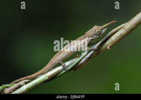 This is the aptly named Pinocchio Chameleon or Lance-nosed chameleon ...