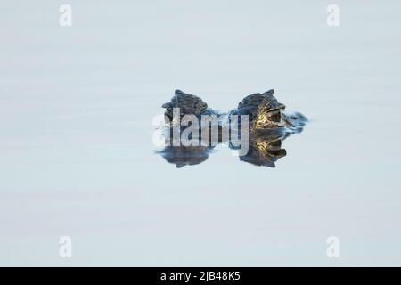 Spectacled Caiman (Caiman crocodilus), other names: white caiman or ...