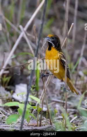 Nesting female Baltimore oriole (Icterus galbula Stock Photo - Alamy