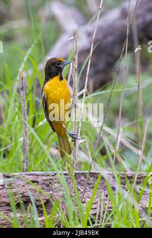 Nesting female Baltimore oriole (Icterus galbula Stock Photo - Alamy