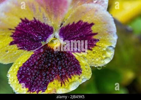 Viola flowers with water droplets on the petals isolated in the blue ...