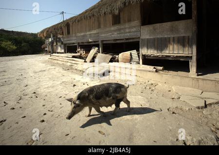 A pig wandering in front of a house in traditional village of ...