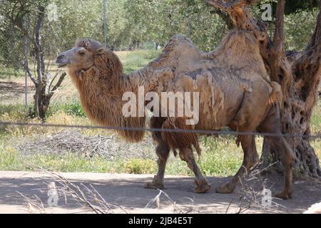 Camel (Scientific Name: Camelus Bactrianus) is a mammal of the Camelid ...