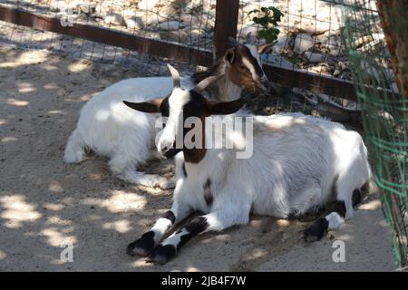Common Goat (Scientific name: Capra hircus) is a domesticated species ...