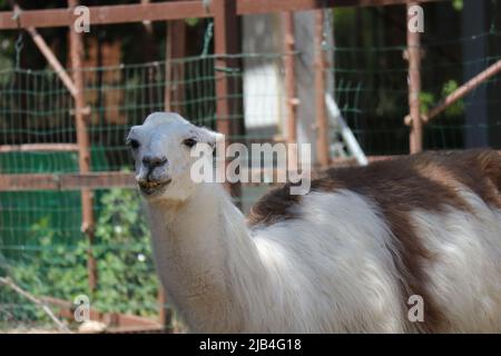 Llama (Scientific name: Lama glama) and Goats (Scientific name: Capra ...