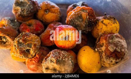 Rotten apples of different colors covered with mold Stock Photo - Alamy