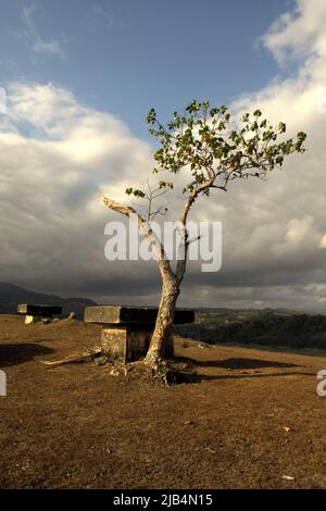 A megalithic tomb below a tree on Hoba Kalla field in Patiala Bawa ...