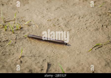 Centipede in Japan Stock Photo - Alamy