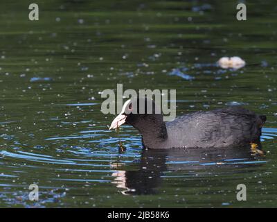 Coots are omnivorous eating plant life and aquatic fauna Stock Photo ...