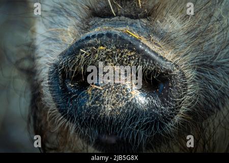 Close-up of a black pig's snout showcasing its unique features in a ...