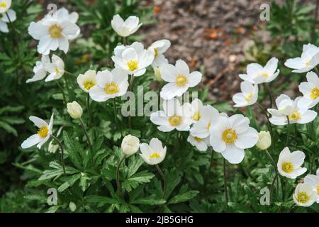 Anemonoid flowers are white, domestic Stock Photo - Alamy
